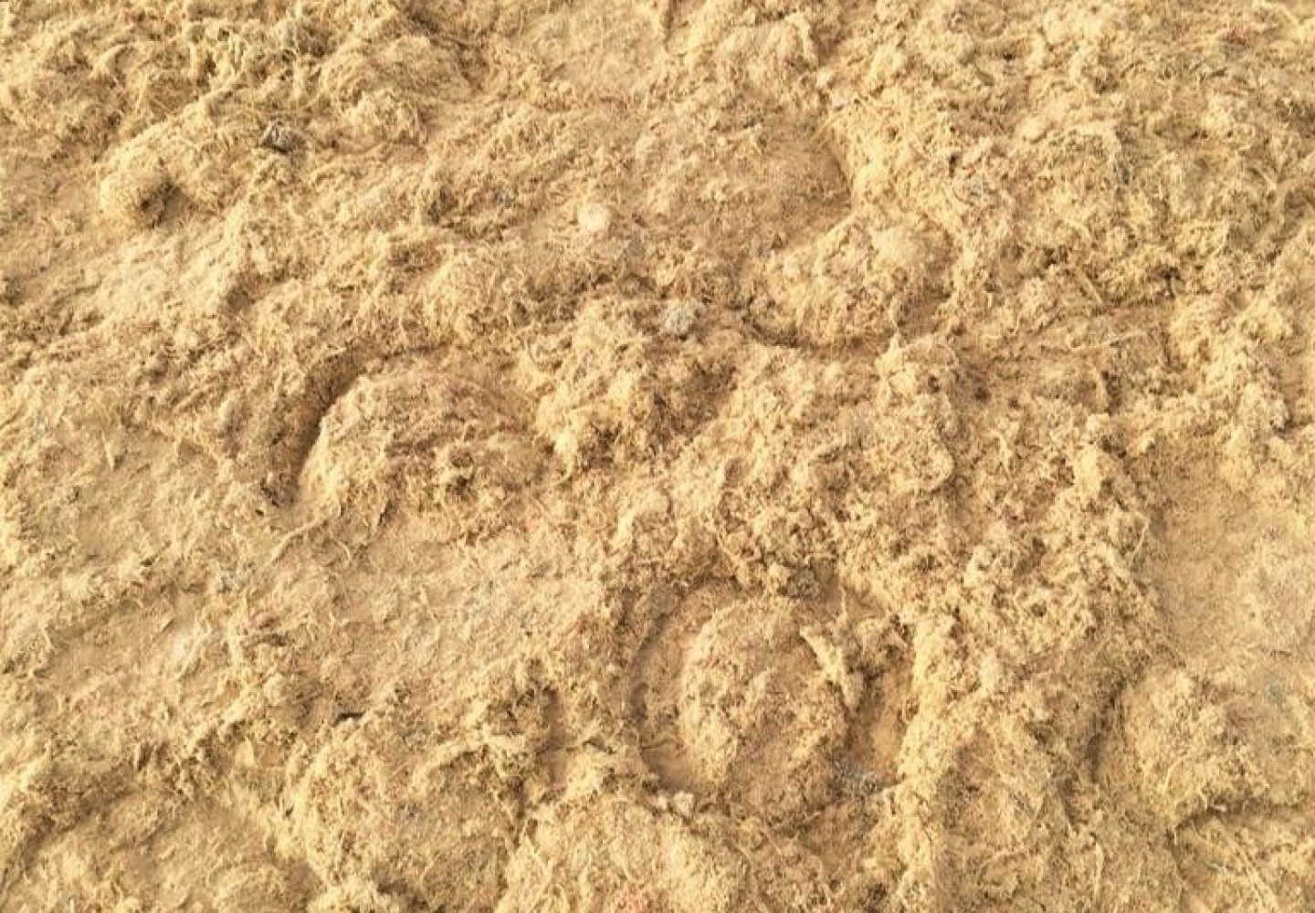 How to care for your riding arena surface | Equine Health Centre Blog